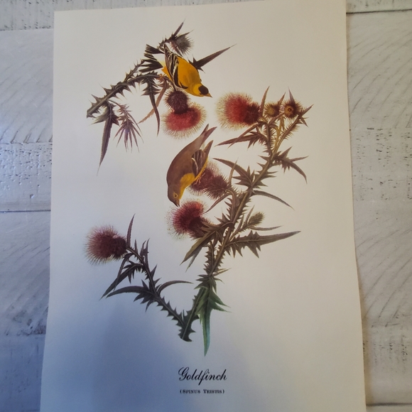 Wall Decor | John James Audubon Goldfinch Full Color Print Never Frame ...